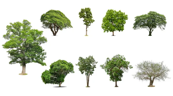 Collection Trees Isolated White Background Exotic Tropical Tree Design ...