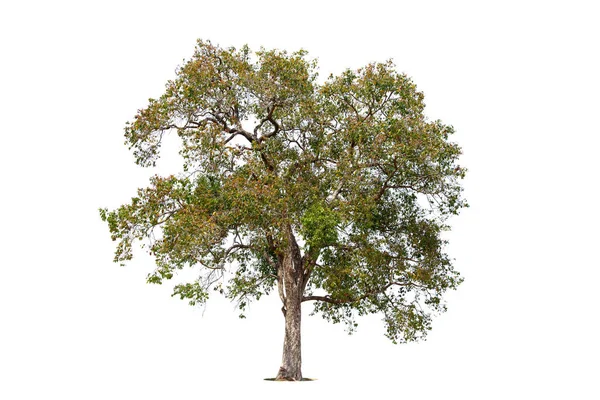 South african tree Stock Photos, Royalty Free South african tree Images ...