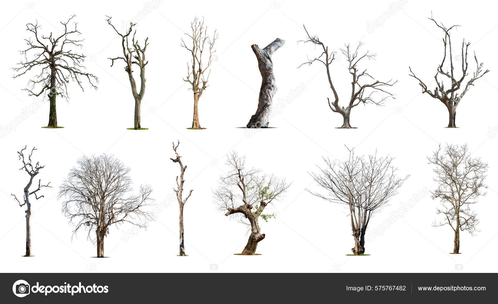 Collection Dead Tree Dry Tree Isolated White Background Stock Photo by ...