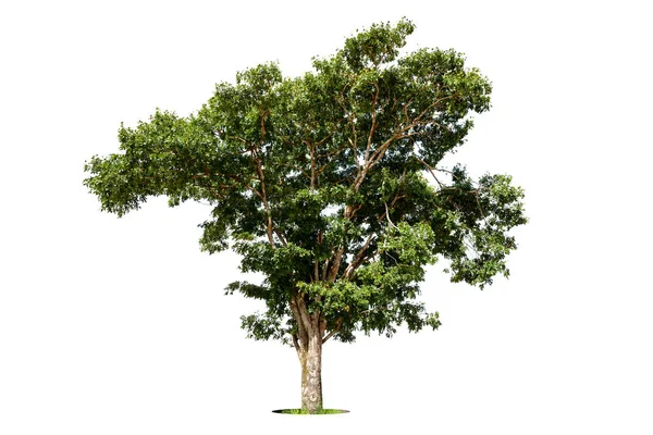 Australian ti tree Stock Photos, Royalty Free Australian ti tree Images ...