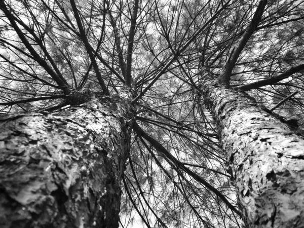 Fotos screaming trees screaming treatment Stock Photos, Royalty Free ...