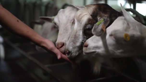 20 Barba de cabras Videos, Royalty-free Stock Barba de cabras Footage ...