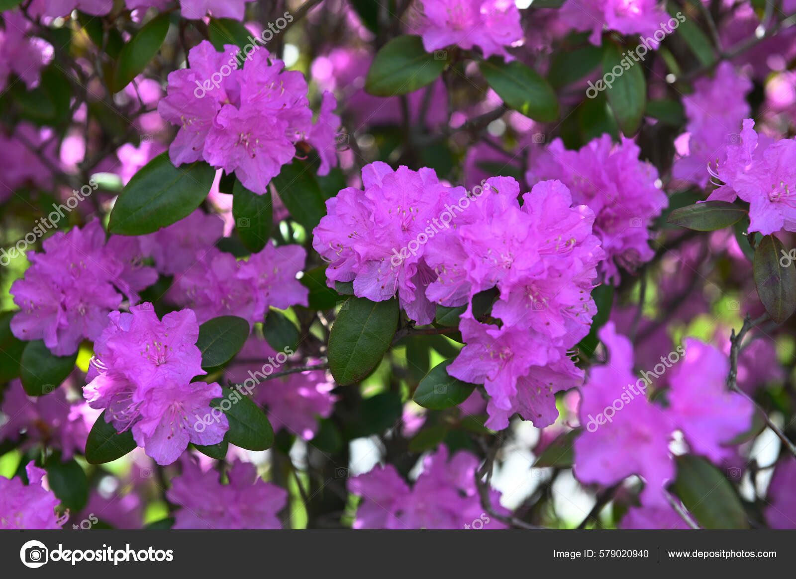 Purple Rhododendron Flower Rhododendron Pattern Natural Beauty ...