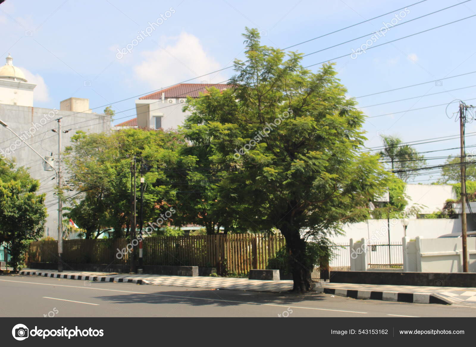 Row Large Trees Side Road Can Shade People — Stock Photo © RayaHandoyo ...