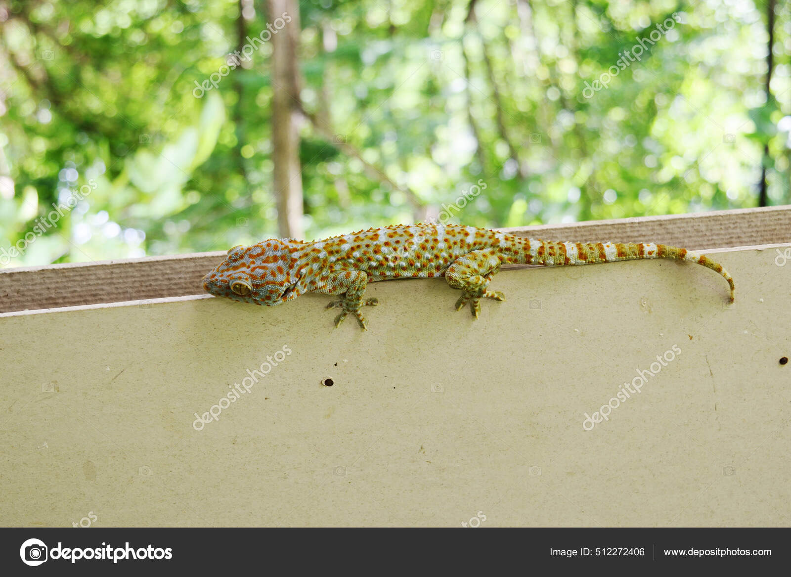 Gekko Tokay Gecko Curved Tail Gray Wall Many Orange Color Stock Photo ...