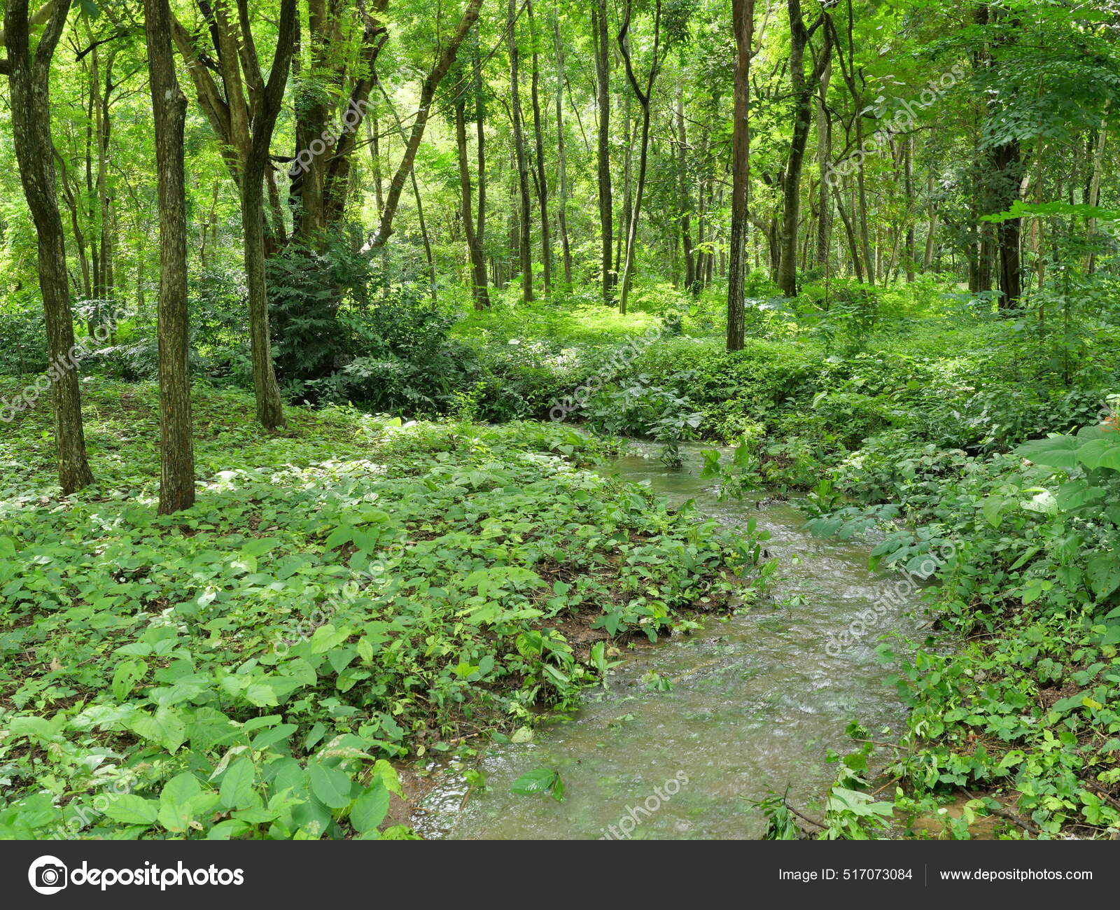 Water Flowing Creek Rainforest Full Lush Vegetation Tree Khao Sam ...
