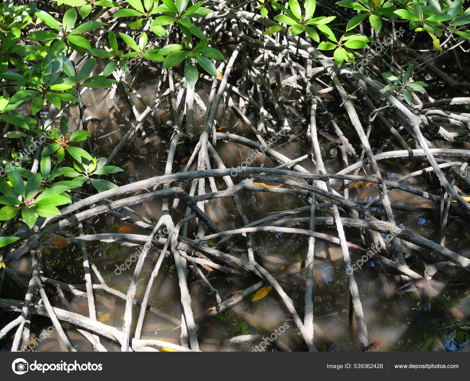 Mangrove Roots Flooded Mud Pranburi Forest Park Natural Water Flow ...