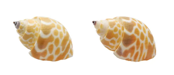 Coquilles de coques Stock Photos, Royalty Free Coquilles de coques ...