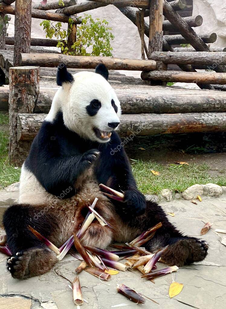 Oso panda gigante se sienta y come ca a de az car en el zool gico Mosc ...