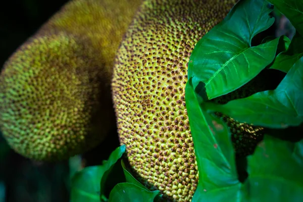 Mexican breadfruit Stock Photos, Royalty Free Mexican breadfruit Images | Depositphotos