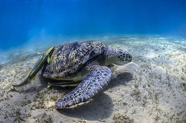 Commensalism Stock Photos, Royalty Free Commensalism Images | Depositphotos