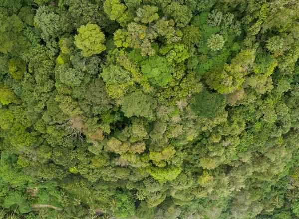 Tree aerial Stock Photos, Royalty Free Tree aerial Images | Depositphotos