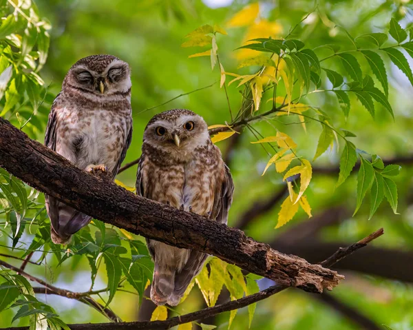 Owls in tree Stock Photos, Royalty Free Owls in tree Images | Depositphotos