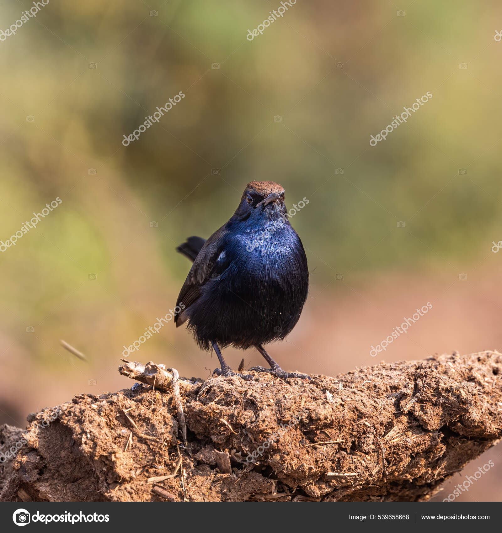Indian Robin Looking Strait While Sitting Sand Doom — Stock Photo ...