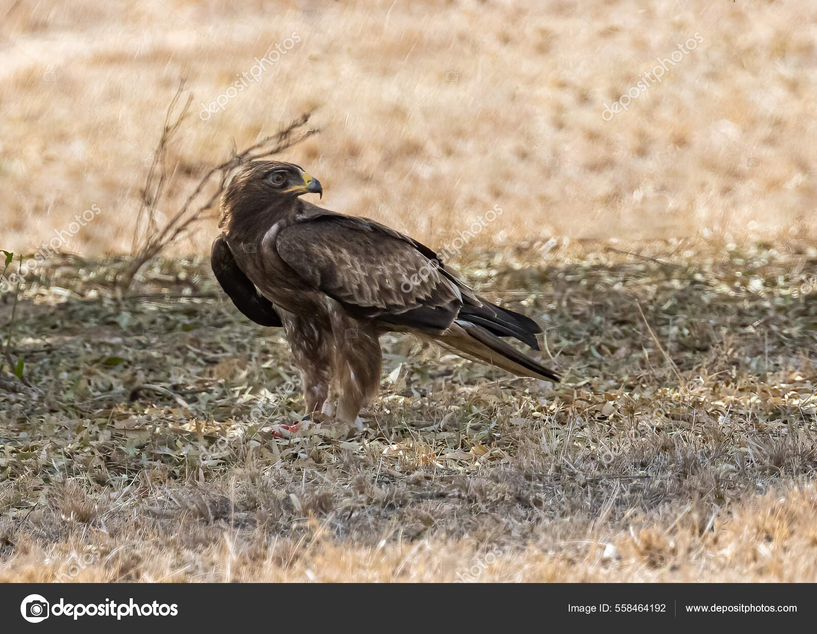 Booted Eagle In Flight