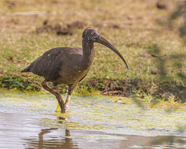 Ibis Stock Photos, Royalty Free Ibis Images | Depositphotos