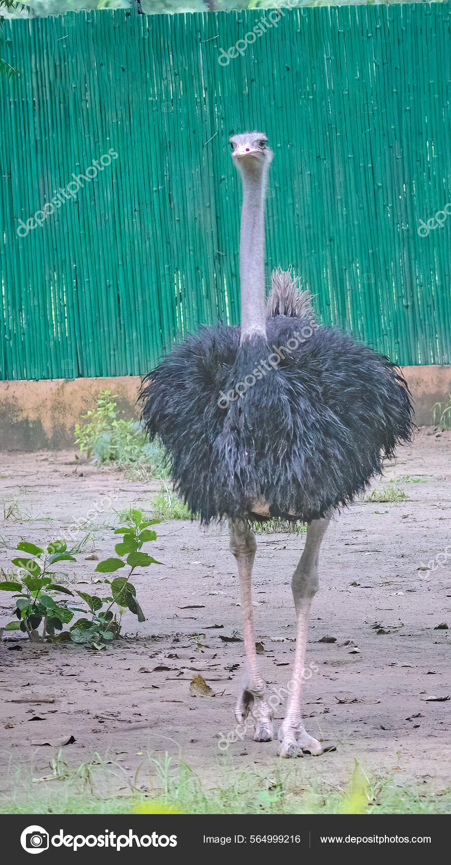 Ostrich Cat Walk Her Home — Stock Photo © YK333 #564999216