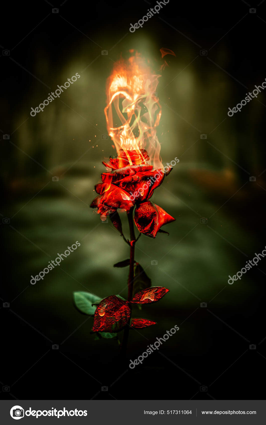Burning Red Rose Forest Human Skull Comes Out Burning Rose — Stock ...