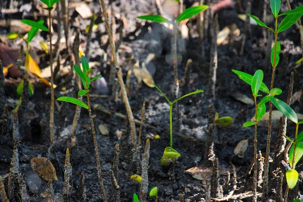 Mangrove planting Stock Photos, Royalty Free Mangrove planting Images ...