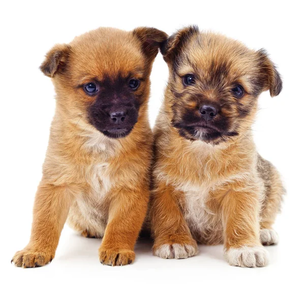 Two Cute Puppies Isolated White Background Stock Photo by ©Voren1 218789704