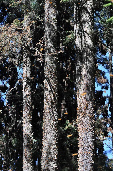 Red cedar trees Stock Photos, Royalty Free Red cedar trees Images ...