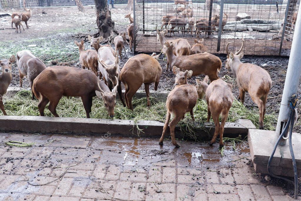 Ciervo de Bawean (Axis kuhlii) Características Ciervo de Bawean es un ...
