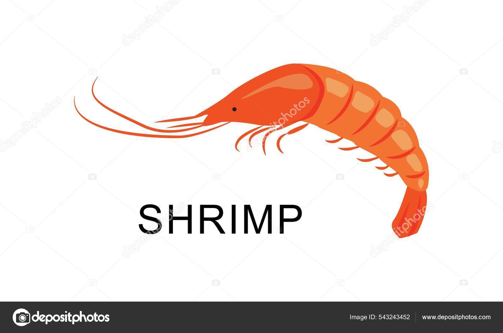 Vector Illustration Shrimp Shell Seafood Fish Restaurant Menus ...