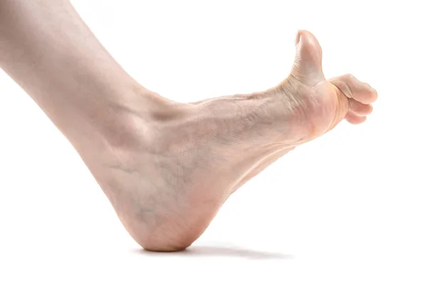 Foot ankle anatomy Stock Photos, Royalty Free Foot ankle anatomy Images ...