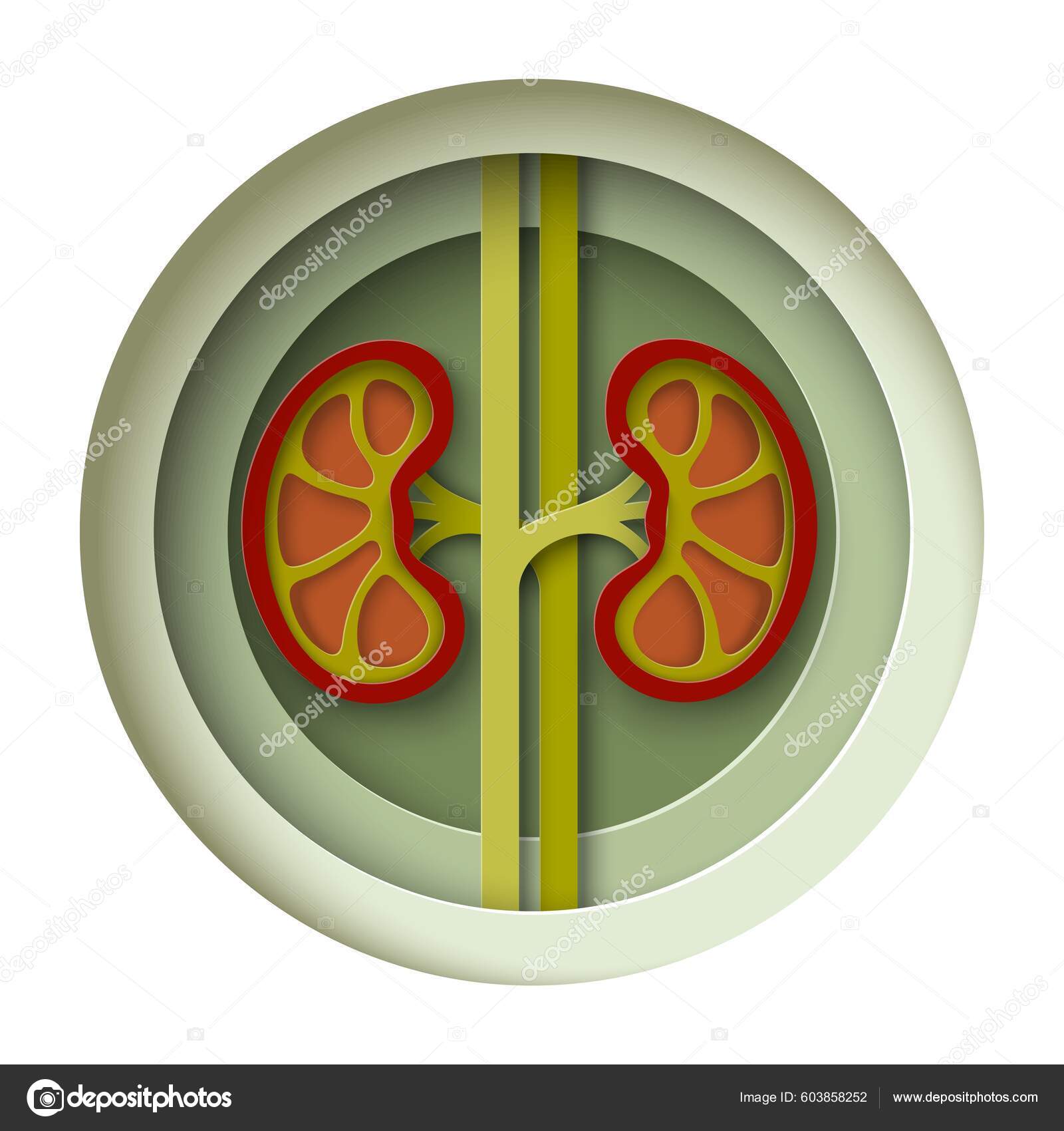 Human Kidney Paper Cut Vector Nephrology Day Medical Craft Poster Stock ...
