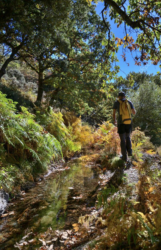 caminante caminando junto a la zanja de Almiar en un bosque otoñal de ...
