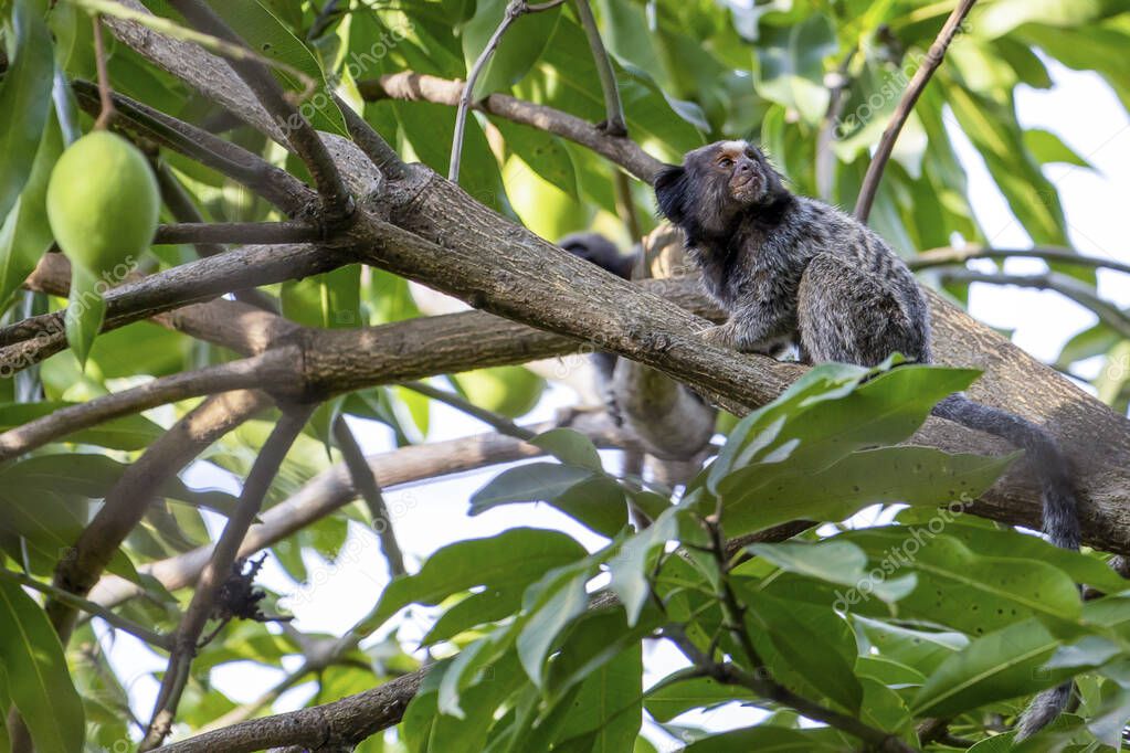 El mono en el árbol de mango. El marmoset de mechones negros también ...