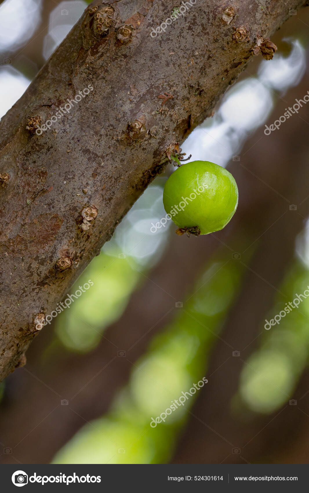 Macro Photography Green Jabuticaba Jaboticaba Native Brazilian Grape ...