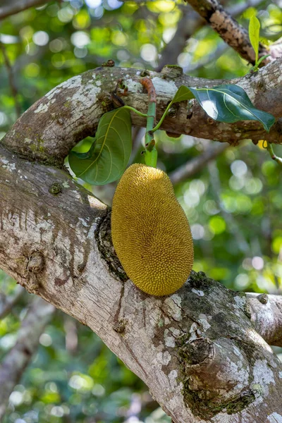 Una jaca como la conocida como jaca colgando de un árbol de jaca ...