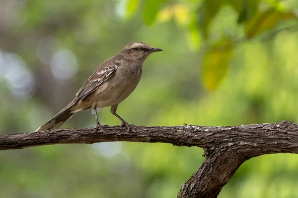 Galápagos mockingbird Stock Photos, Royalty Free Galápagos mockingbird ...