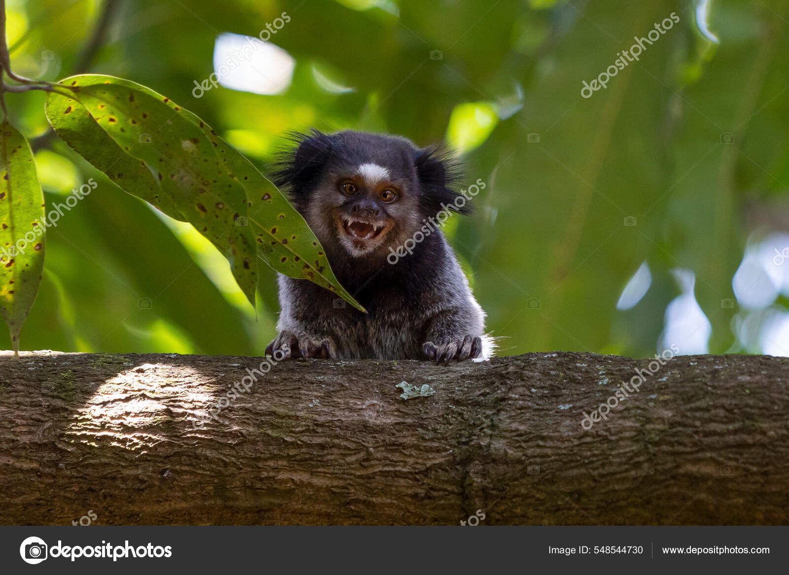 Monkey Tree Black Tufted Marmoset Also Know Mico Estrela Typical Stock ...