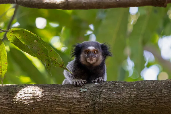 El mono en el árbol. El marmoset de mechones negros también conocido ...