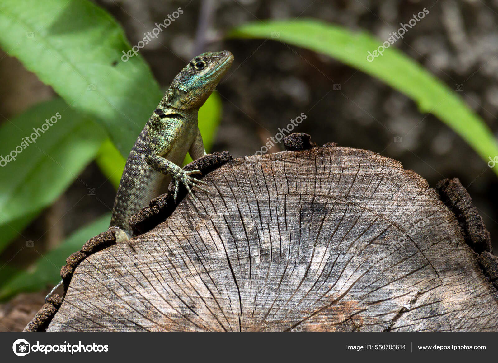 Lizard Typical Brazilian Savannah Also Know Calango Largatixa Species ...