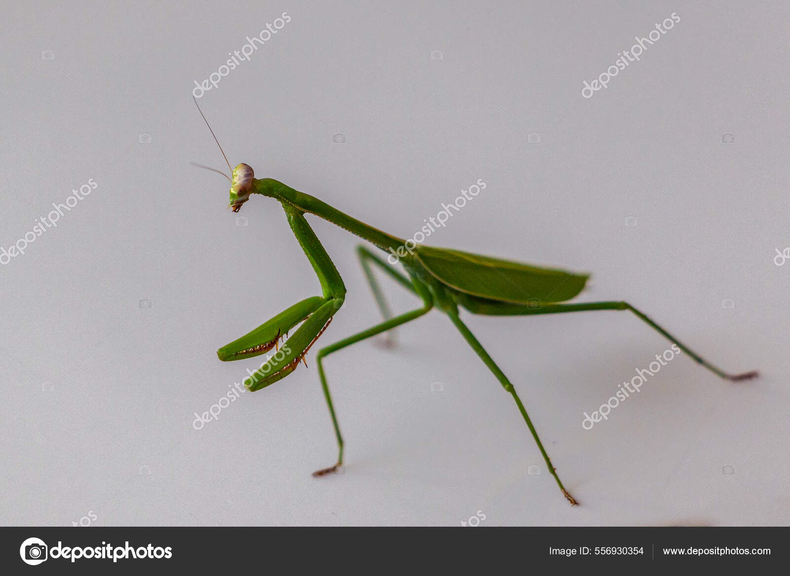 Portrait Praying Mantis Also Know Louva Deus Mantis Religiosa Insect ...