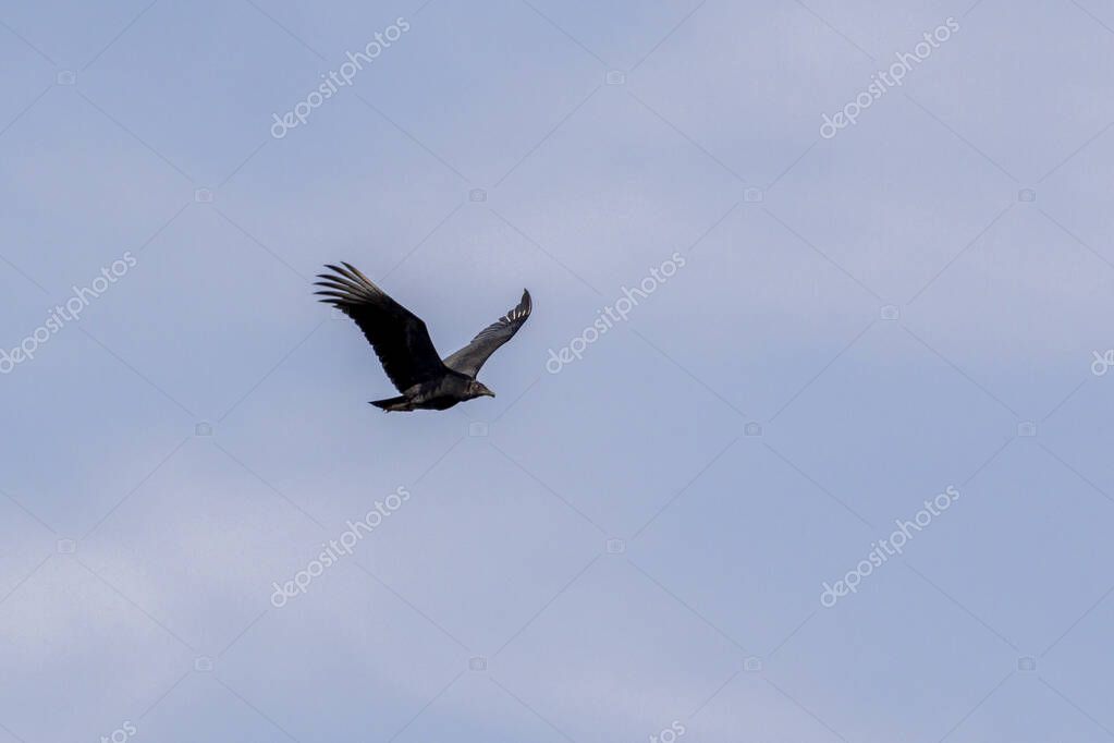 Buitres negros americanos volando en el cielo azul con nubes. Species ...