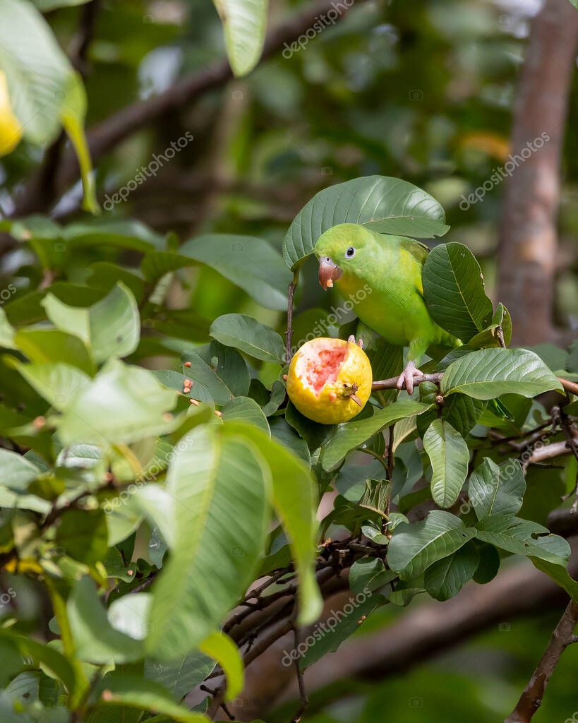 Un periquito liso posado en la rama en la hora dorada comiendo una ...