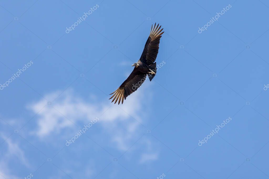 Buitres negros americanos volando en el cielo azul con nubes. Species ...