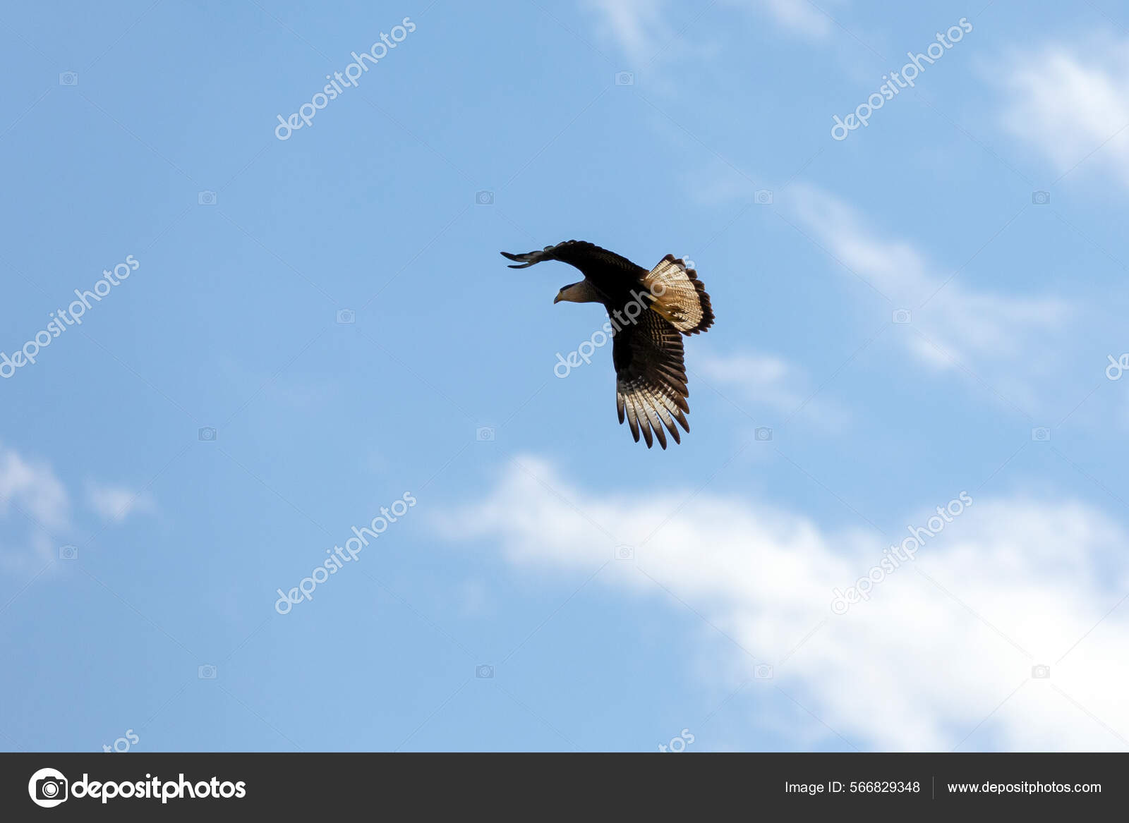 Brazilian Hawk Crested Caracara Also Know Carcara Carancho Flying Hunt ...
