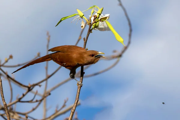 El Cuco Ardilla también conoce a Cat Soul o Cuco Ardilla comiendo ...