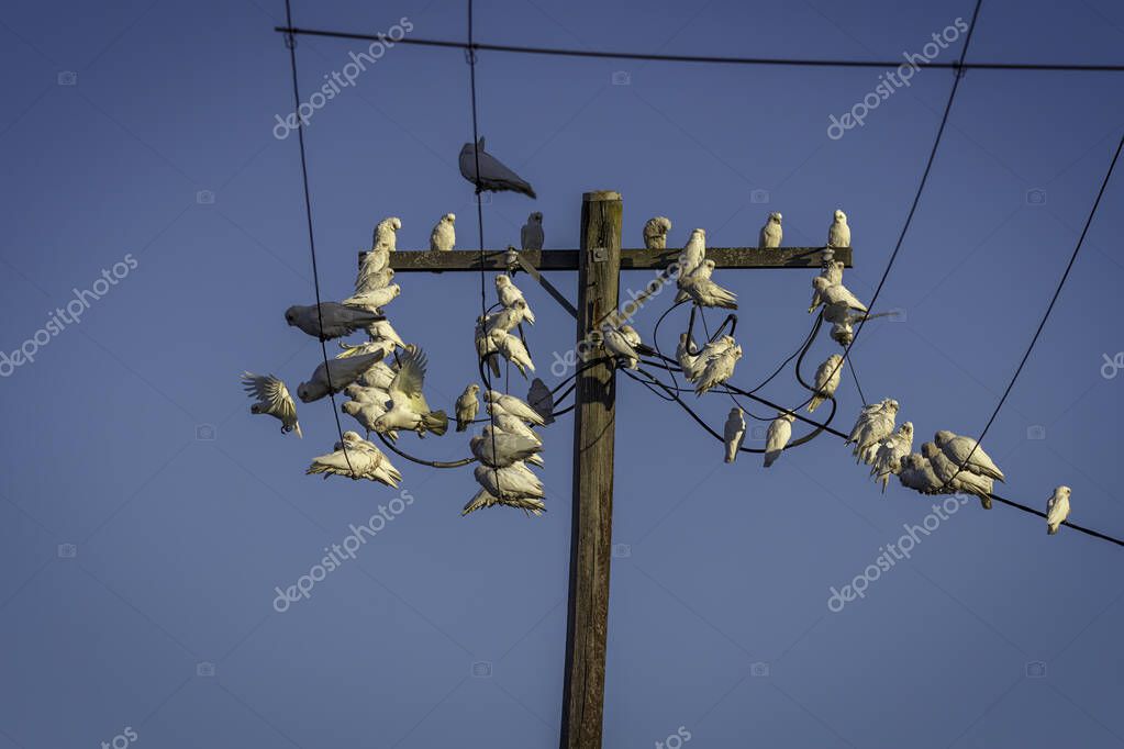 Una bandada de Corella en un poste de energía y líneas eléctricas 2022