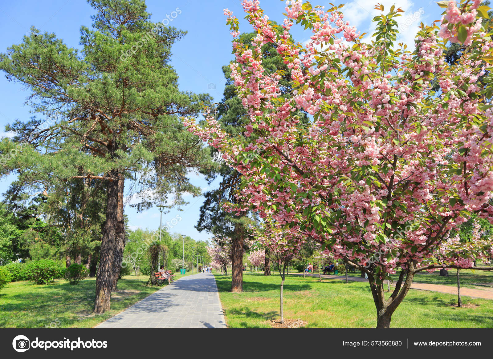 Beautiful Park In Spring