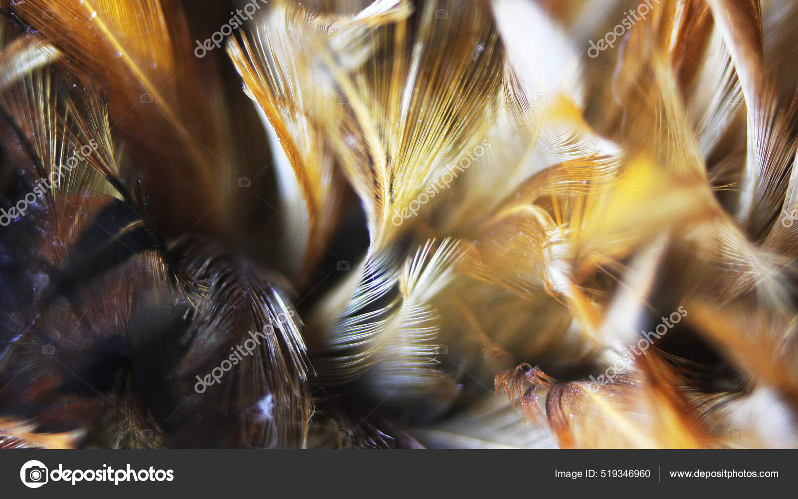 Close Beautiful Dark Brown Feather Texture Background Asia Stock Photo ...