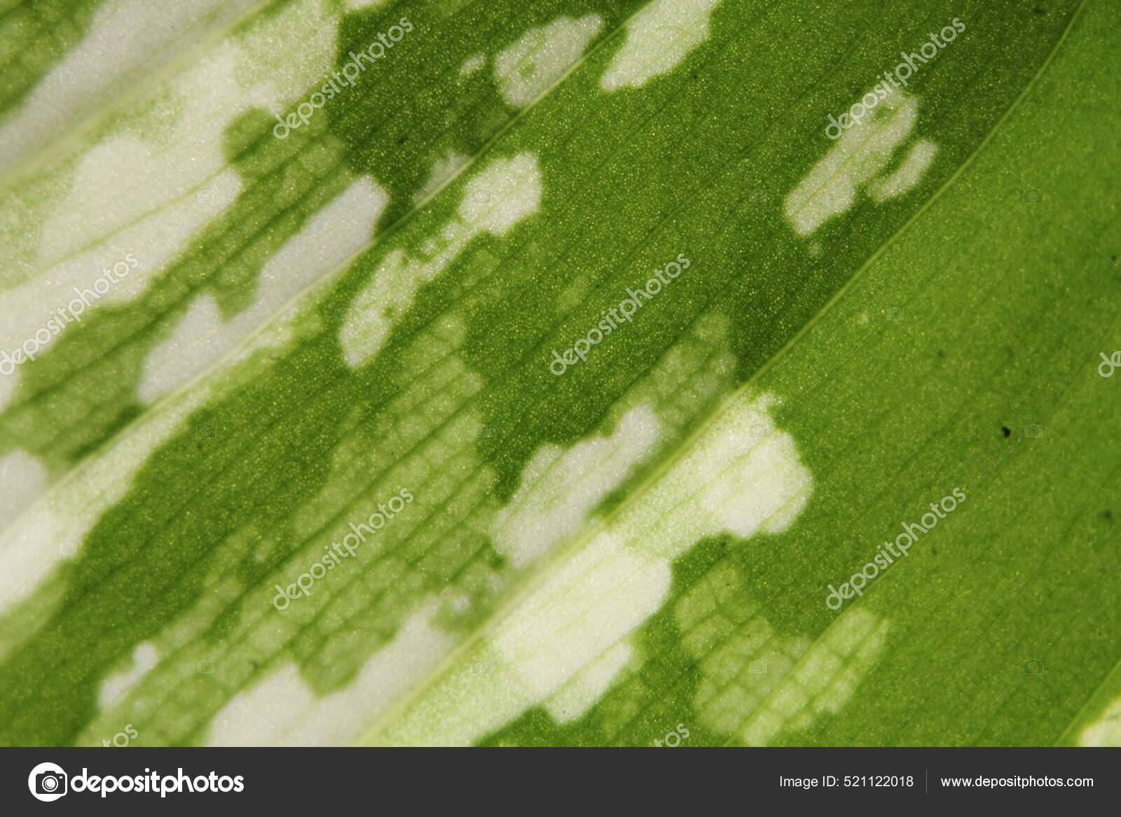 Leaf Detail Green Spotted Leaves Asian Tree Stock Photo by ...