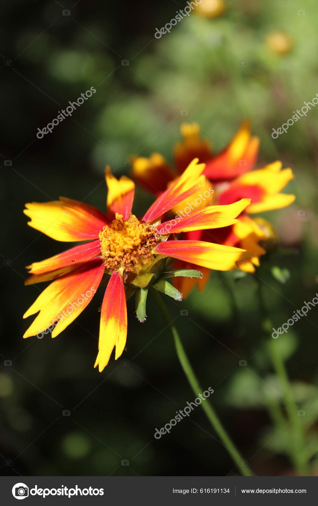 Coreopsis Native North American Plant Wide Range Growing Naturally ...