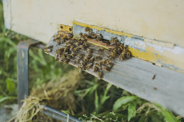 Flea production Stock Photos, Royalty Free Flea production Images ...