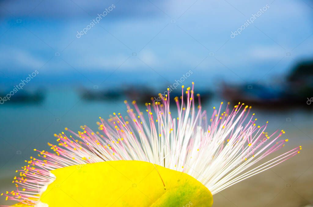 Flor Barringtonia también conocida como árbol venenoso de pescado ...